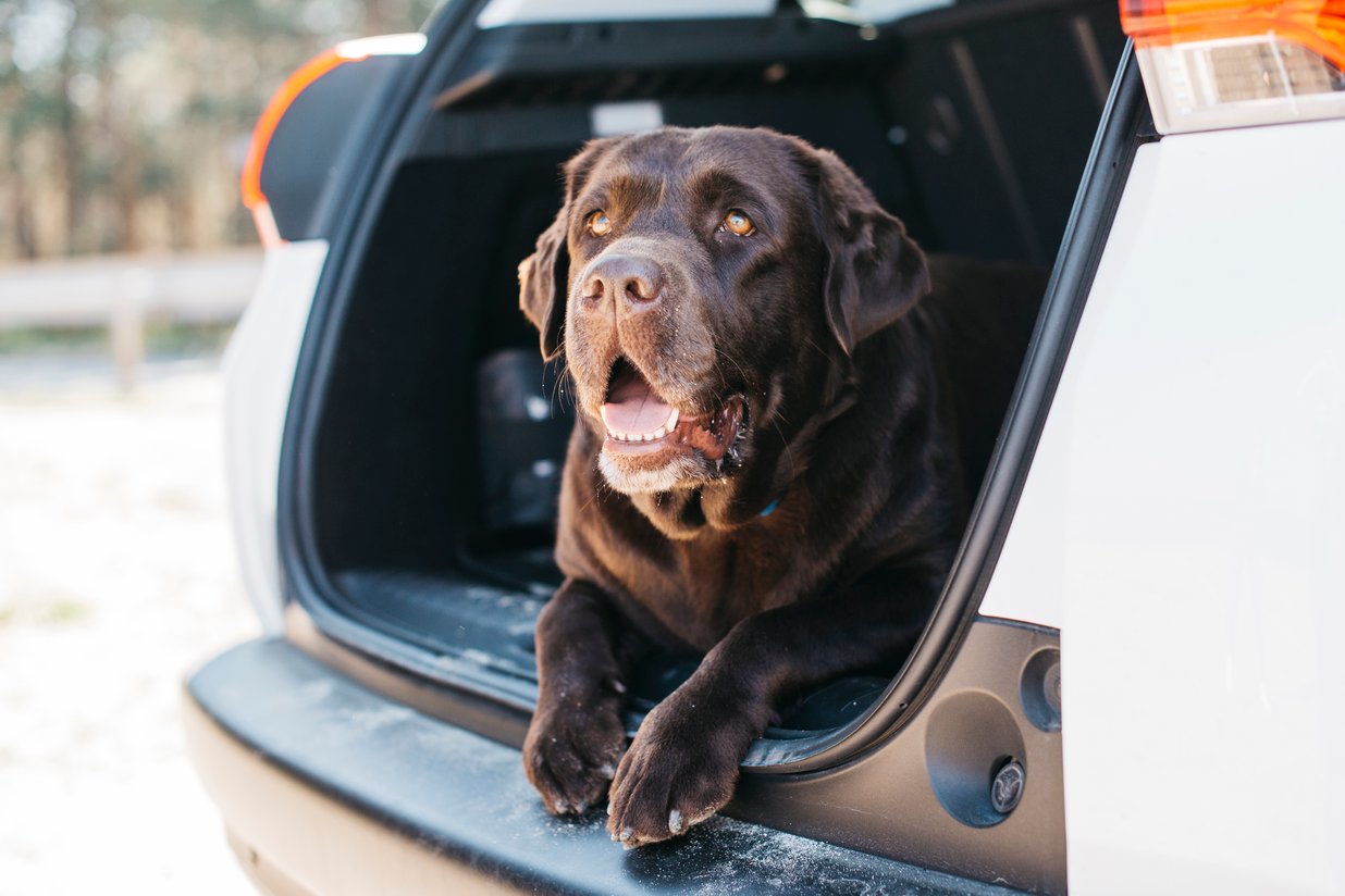 The 10 Best Cars for Pet Owners in 2025