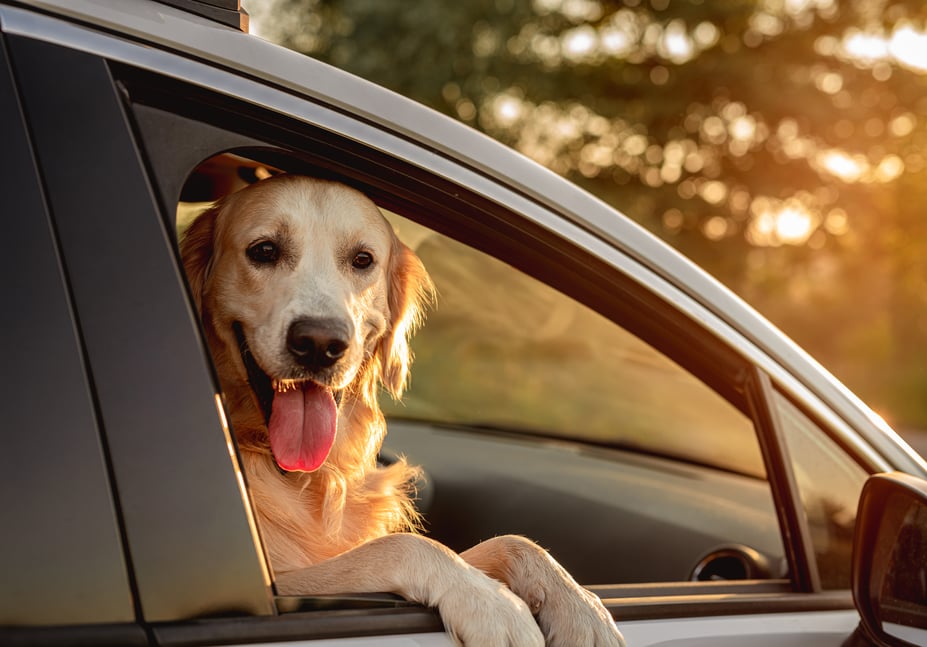 The 10 Best Cars for Pet Owners in 2025